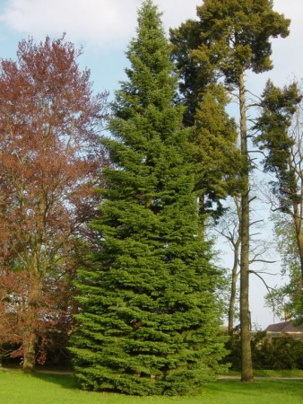 Jedle obrovská :: Three-rivers